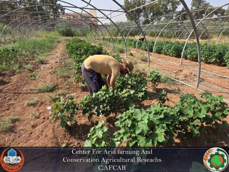 Maintenance of Plastic Greenhouses at the Center for Arid Farming and ...