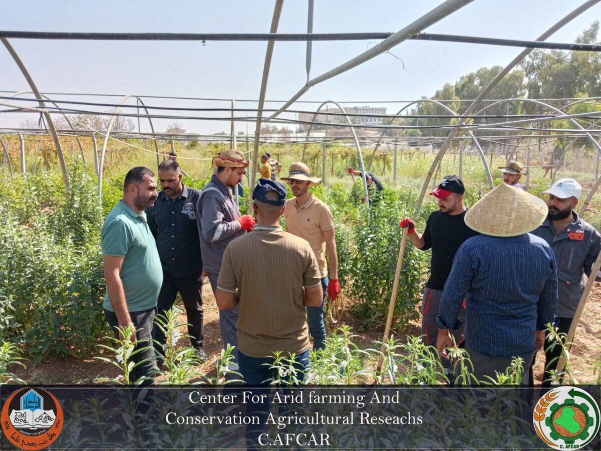 A team of researchers and agronomists at Center for Arid Farming and ...