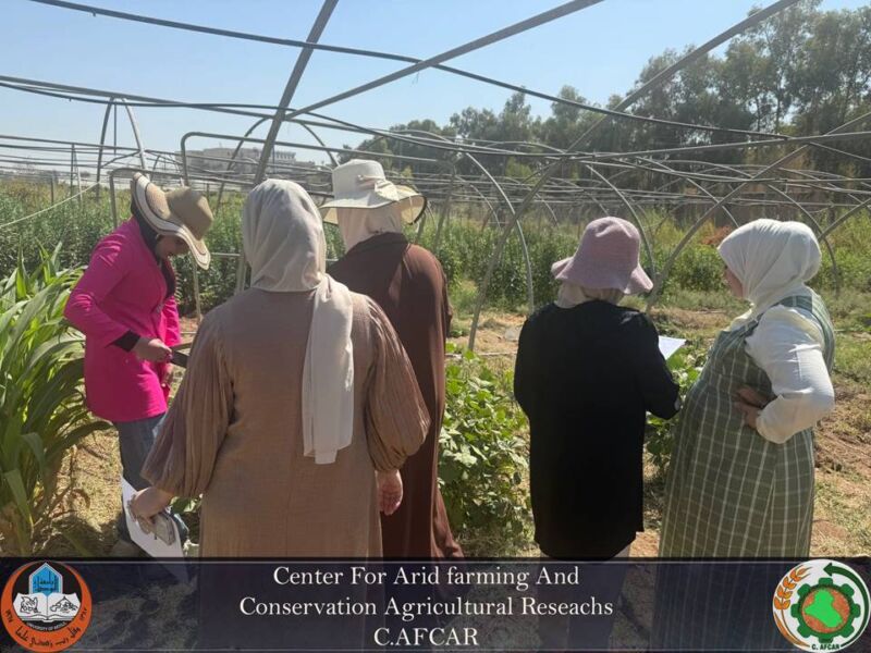 Collecting samples and data from the field planted with Mung bean crop ...