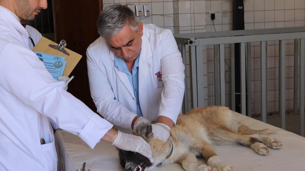 Veterinary Teaching Hospital – College of Veterinary Medicine