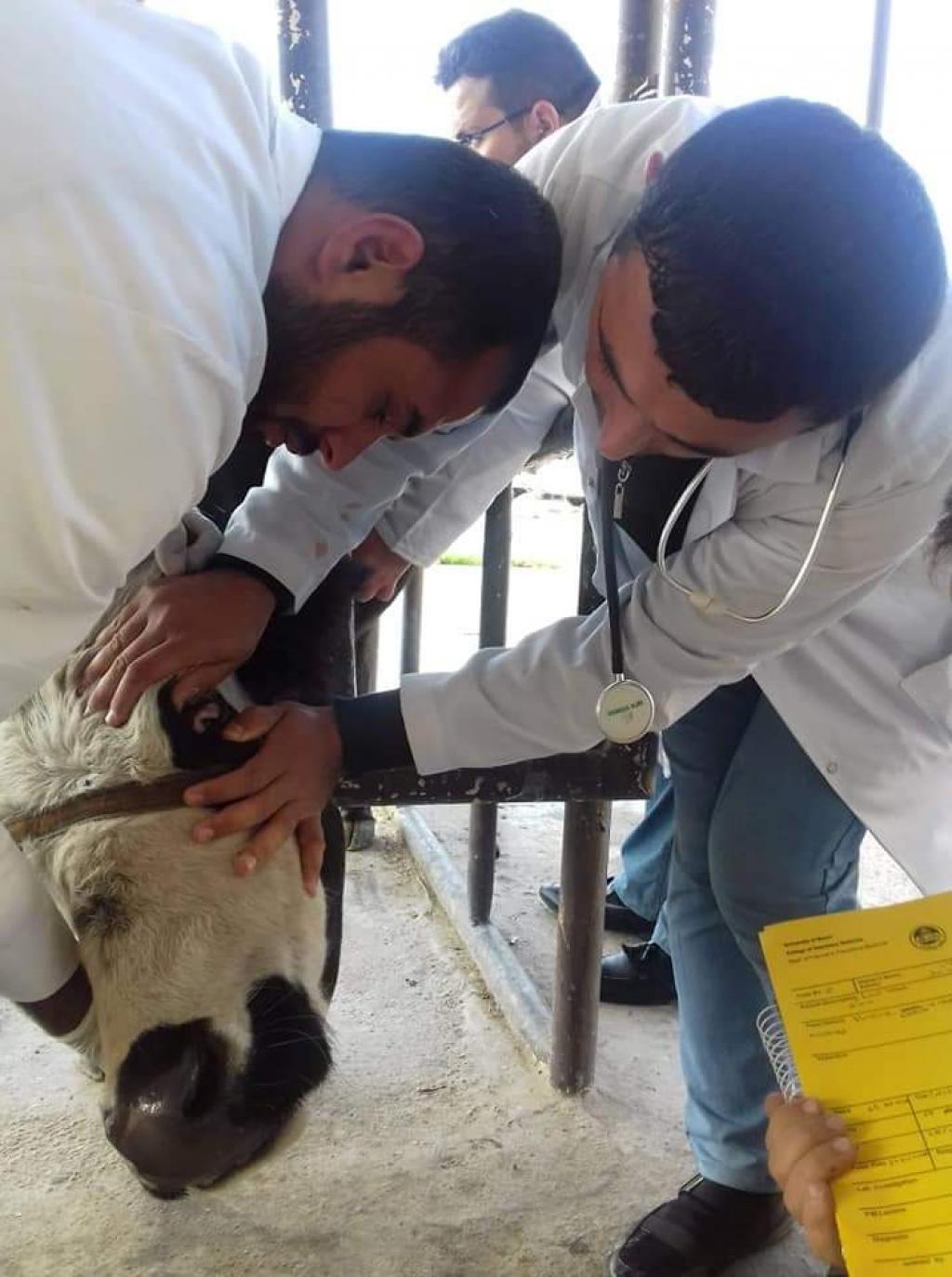 Veterinary Teaching Hospital – College of Veterinary Medicine